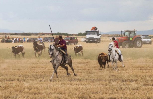 Termina la Feria taurina de Marchamalo - GuadalajaraDiario.es ...